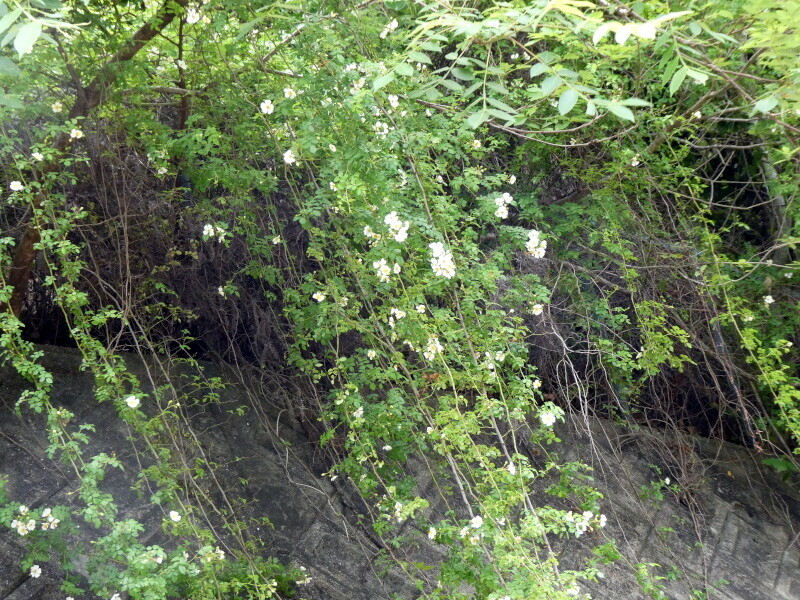 この連鎖矢はいったいどこから飛んできたの！＜？＞～＜・＞！《61／2025》『アレサ・フランクリン(Aretha Franklin)／Soul ...