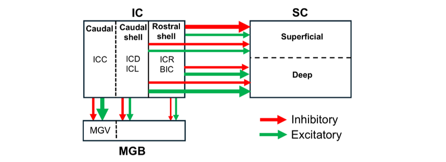 論文「Laminar segregation of excitatory and inhibitory projections from ...