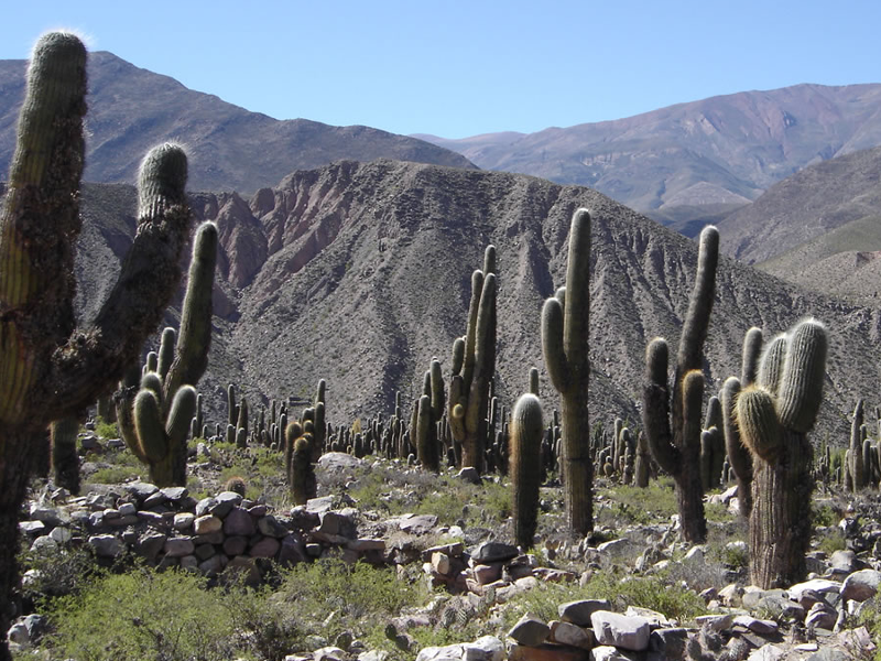 【Godot】Viewportから画面をキャプチャする方法 - 2dgames.jp