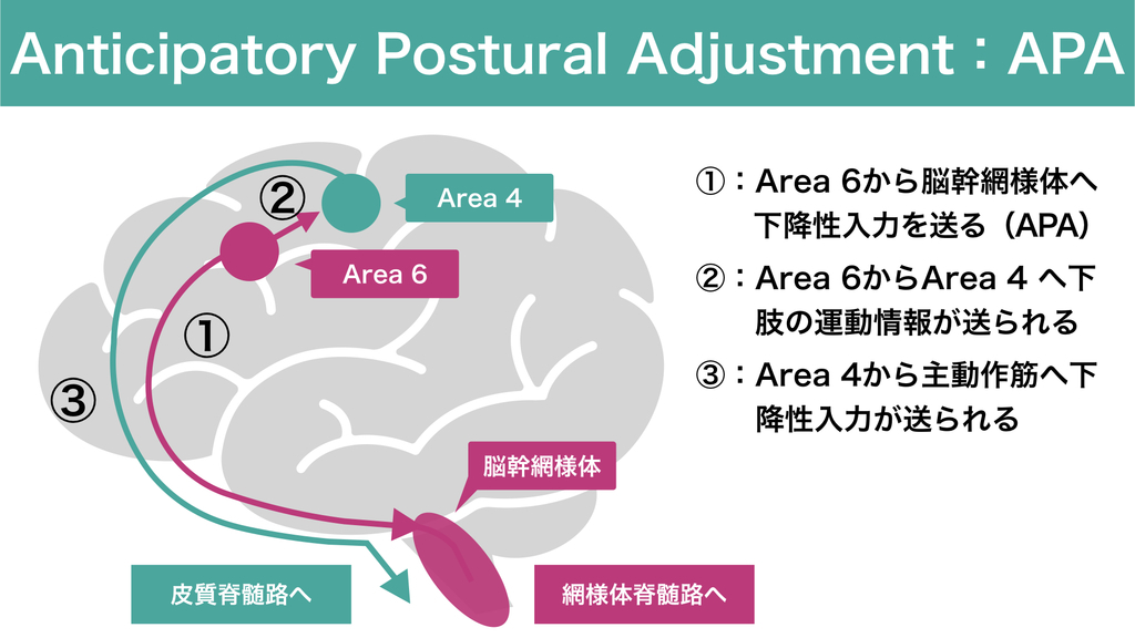 Anticipatory Postural Adjustment：APAの作業仮説〜APAには運動野と補足運動野が関与する〜 - 田舎の理学療法士