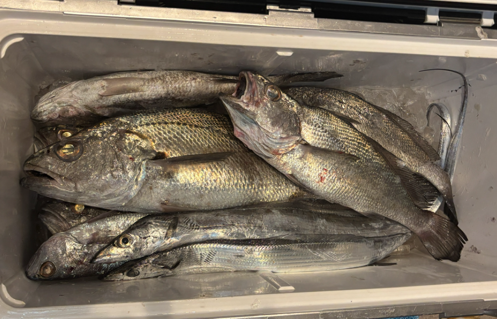 【まとめ】2025年釣って美味しかった魚ベスト5！ - 瀬戸内のオフショアリーマン