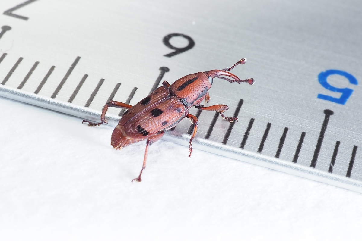 トホシオサゾウムシ(Aplotes roelofsi) - 続･虫をさがしに･･･