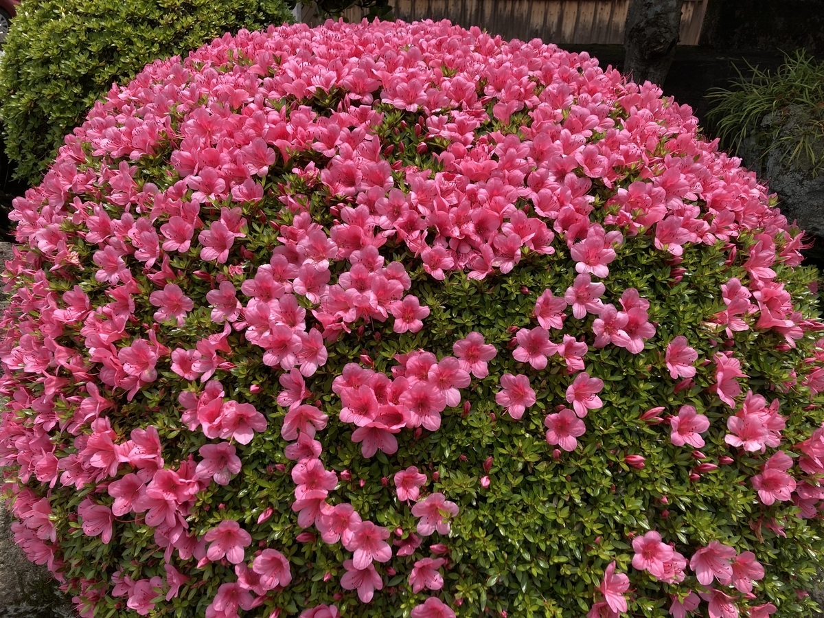 ・第III相KEYNOTE-789試験・・・EGFR-TKI耐性化後のKEYNOTE-189レジメンの使い方は？ - 大分で肺癌診療