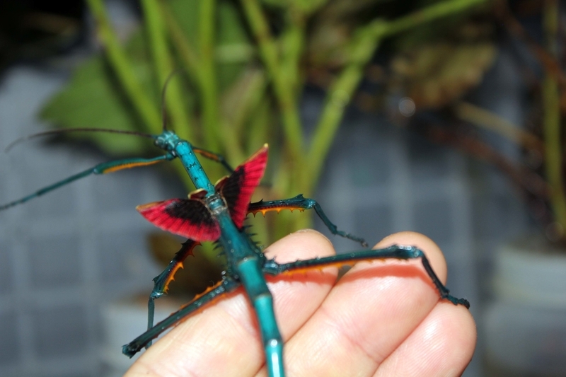 Achrioptera fallax - にゃんくろうのブログ (=^・^=)