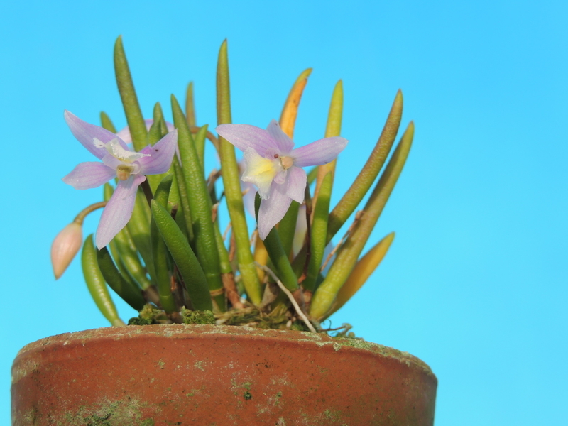 Leptotes tenuis - 百花良蘭