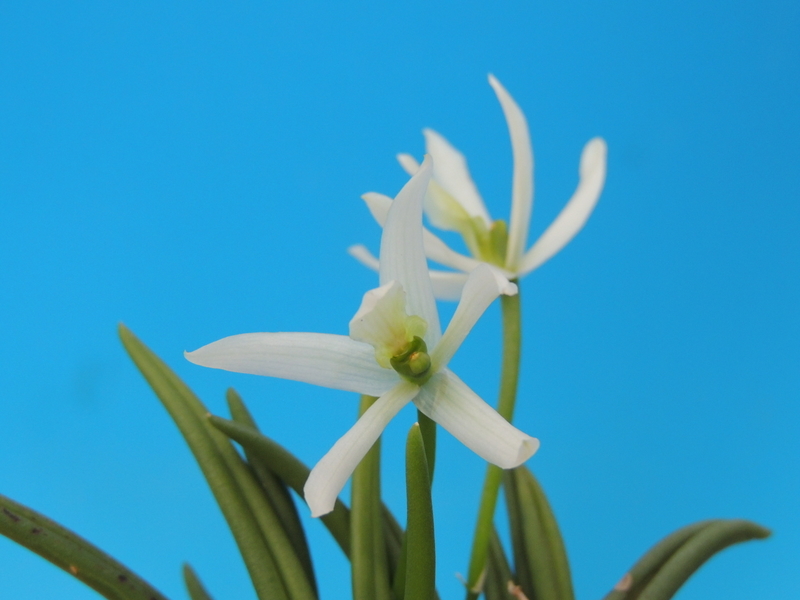 Leptotes Spring Color albaType - 百花良蘭