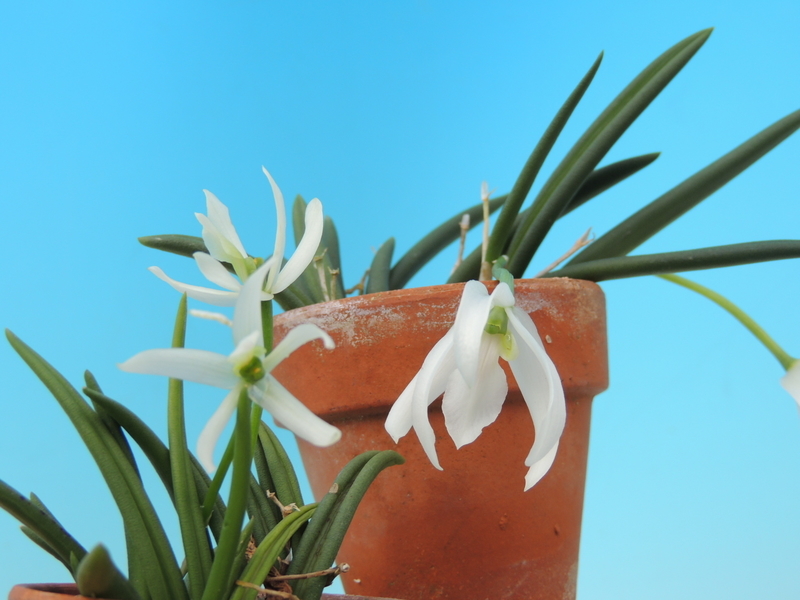 Leptotes Spring Color albaType - 百花良蘭