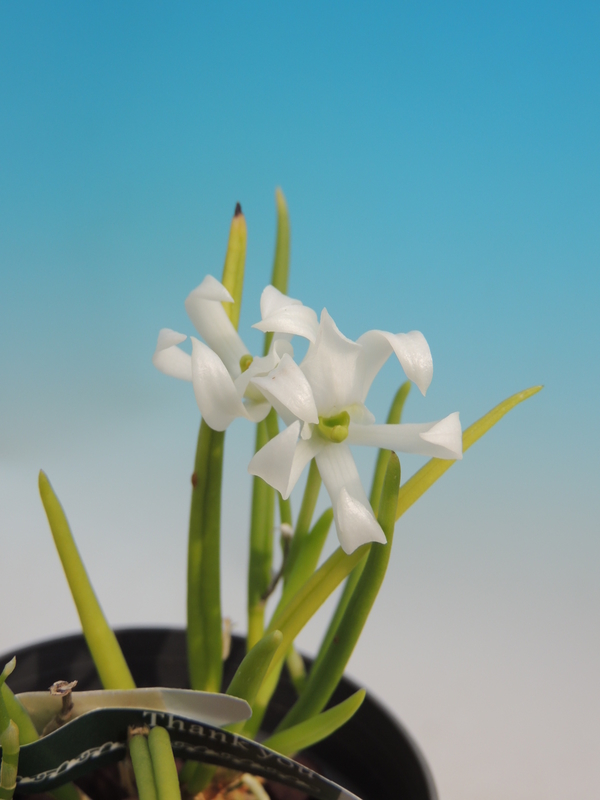 Leptotes bicolor f.alba`Ohyama' - 百花良蘭