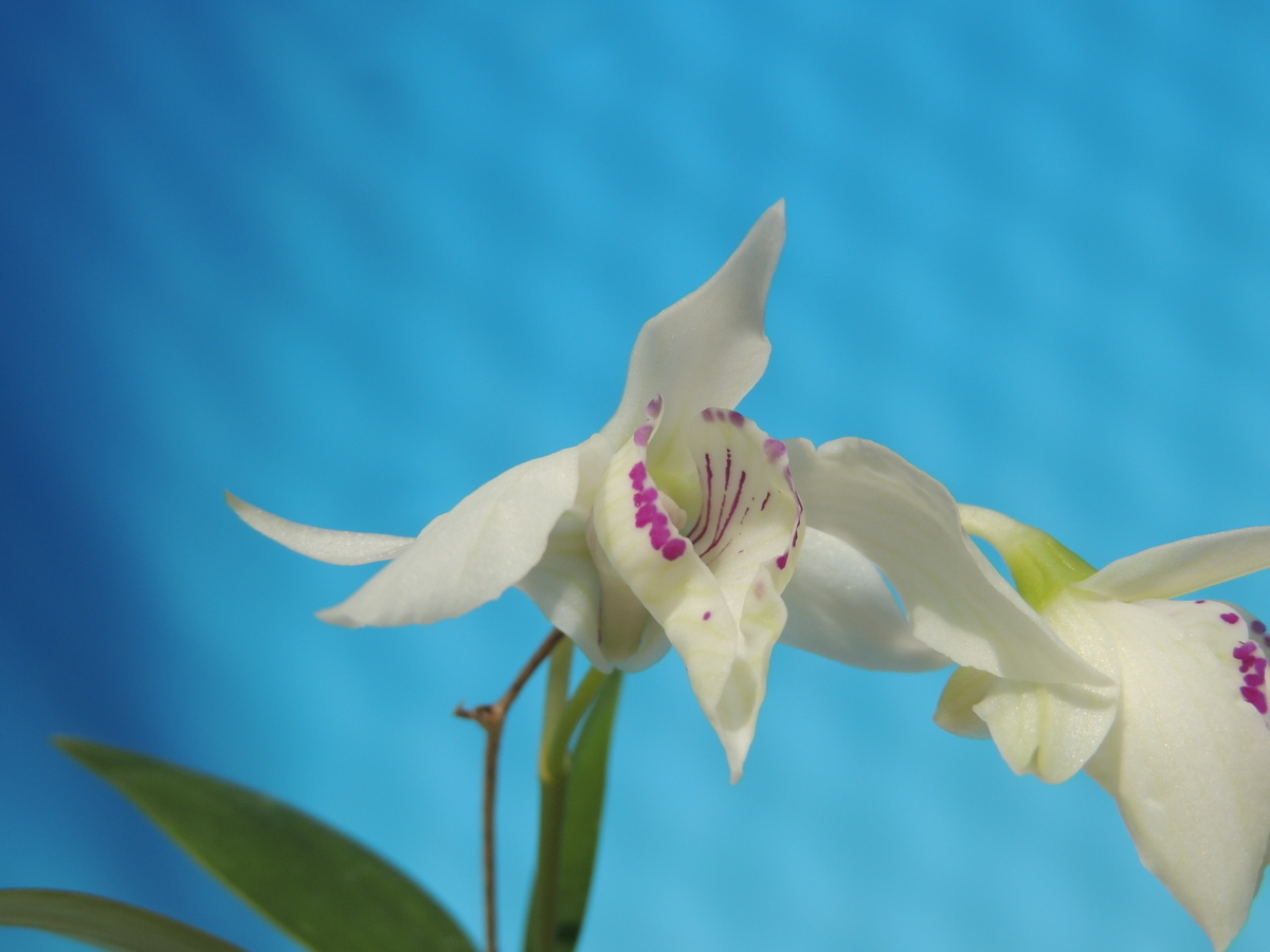 Dendrobium rhodostictum - 百花良蘭