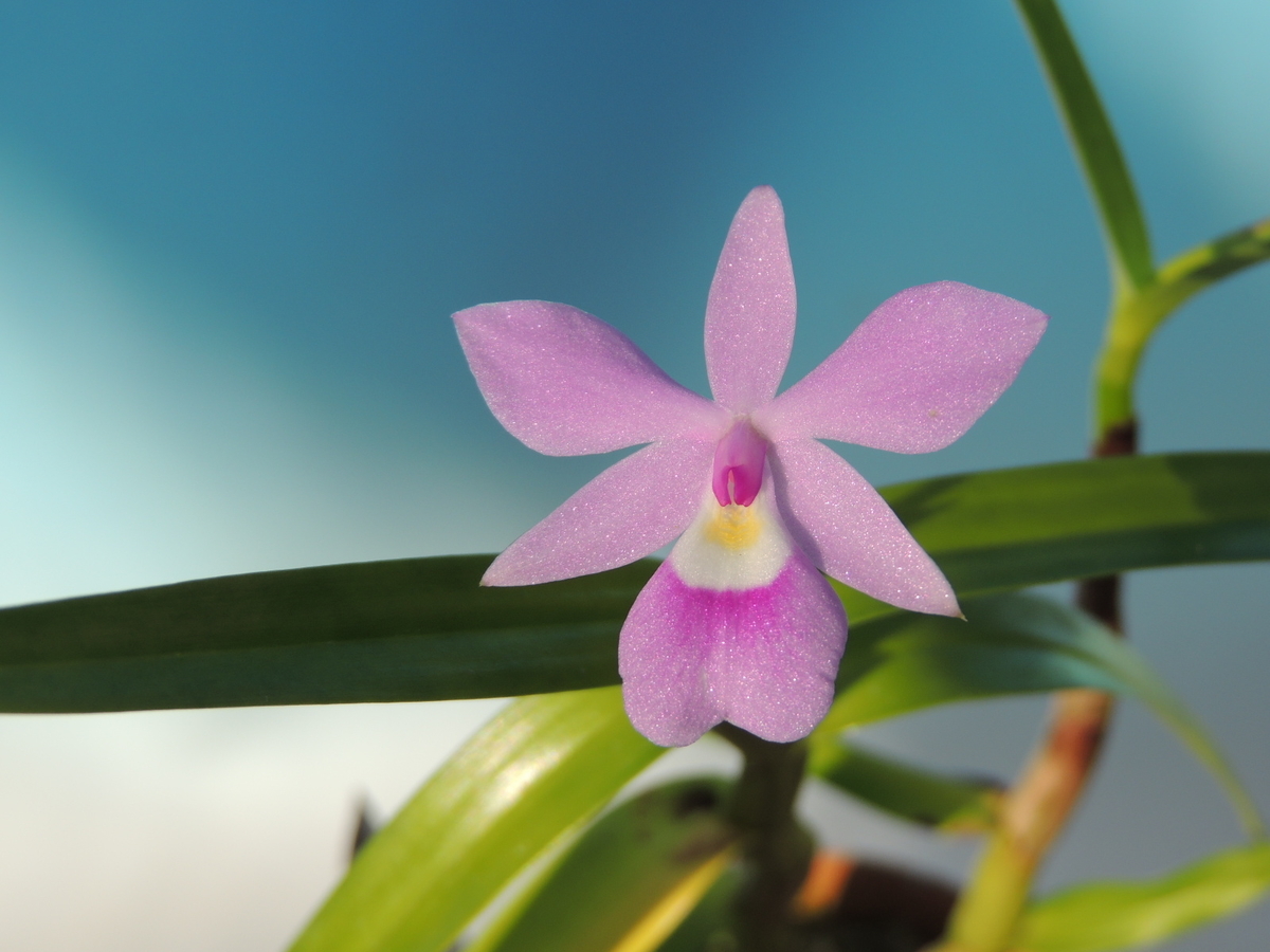 Dimerandra emarginata - 百花良蘭