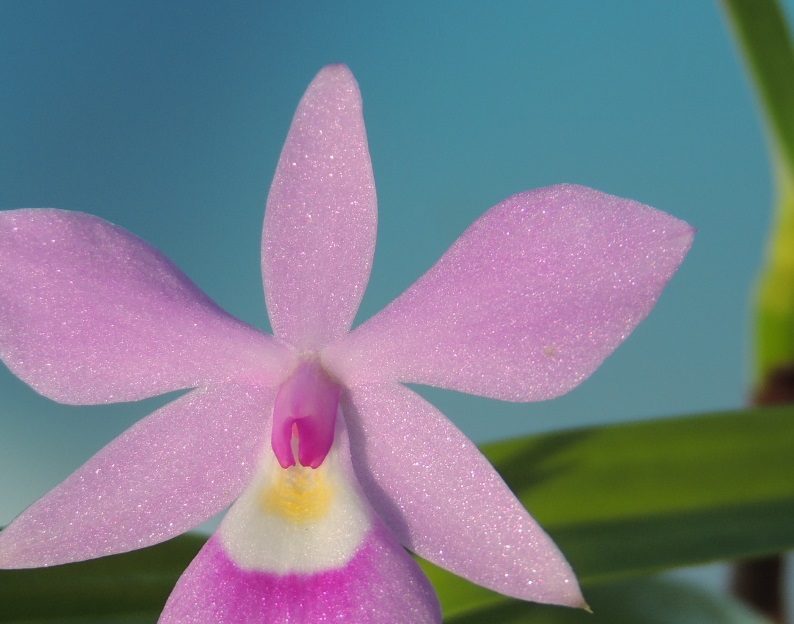 Dimerandra emarginata - 百花良蘭