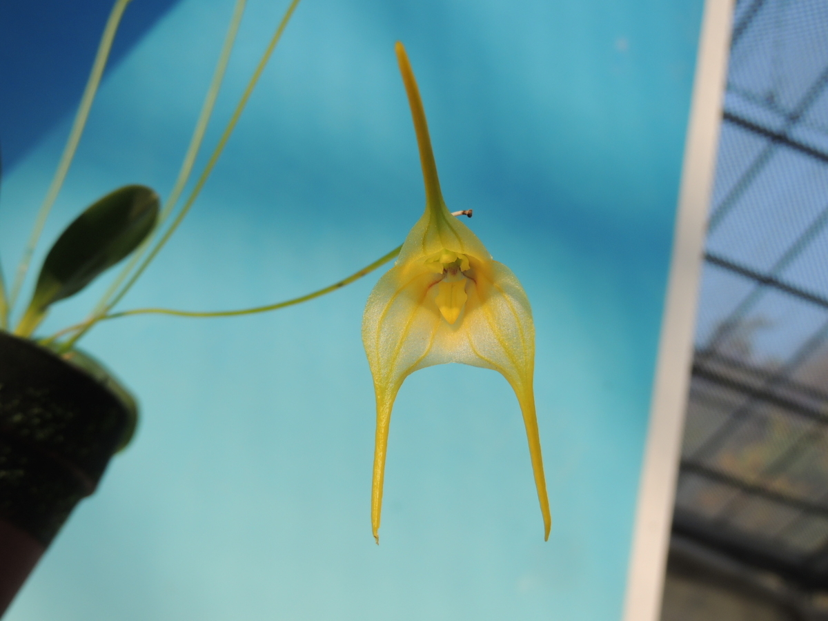 Masdevallia vargasii x tonduzii - 百花良蘭