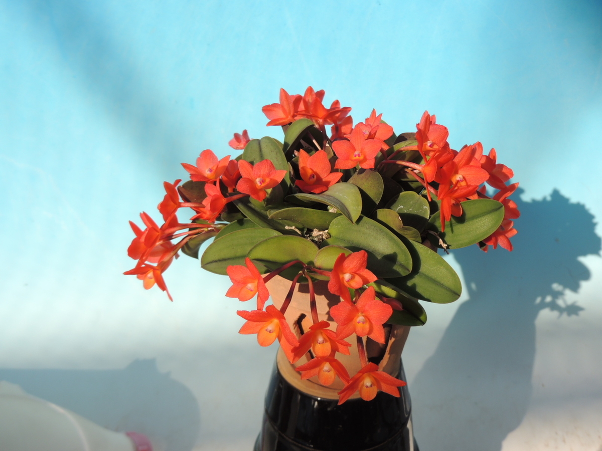Cattleya cernua`Pixie' HCC/JOS - 百花良蘭