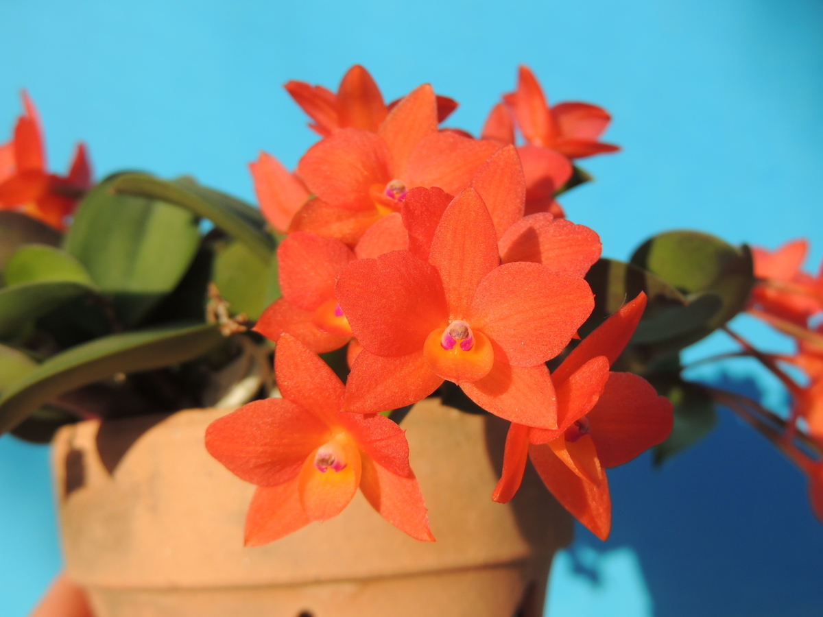 Cattleya cernua`Pixie' HCC/JOS - 百花良蘭