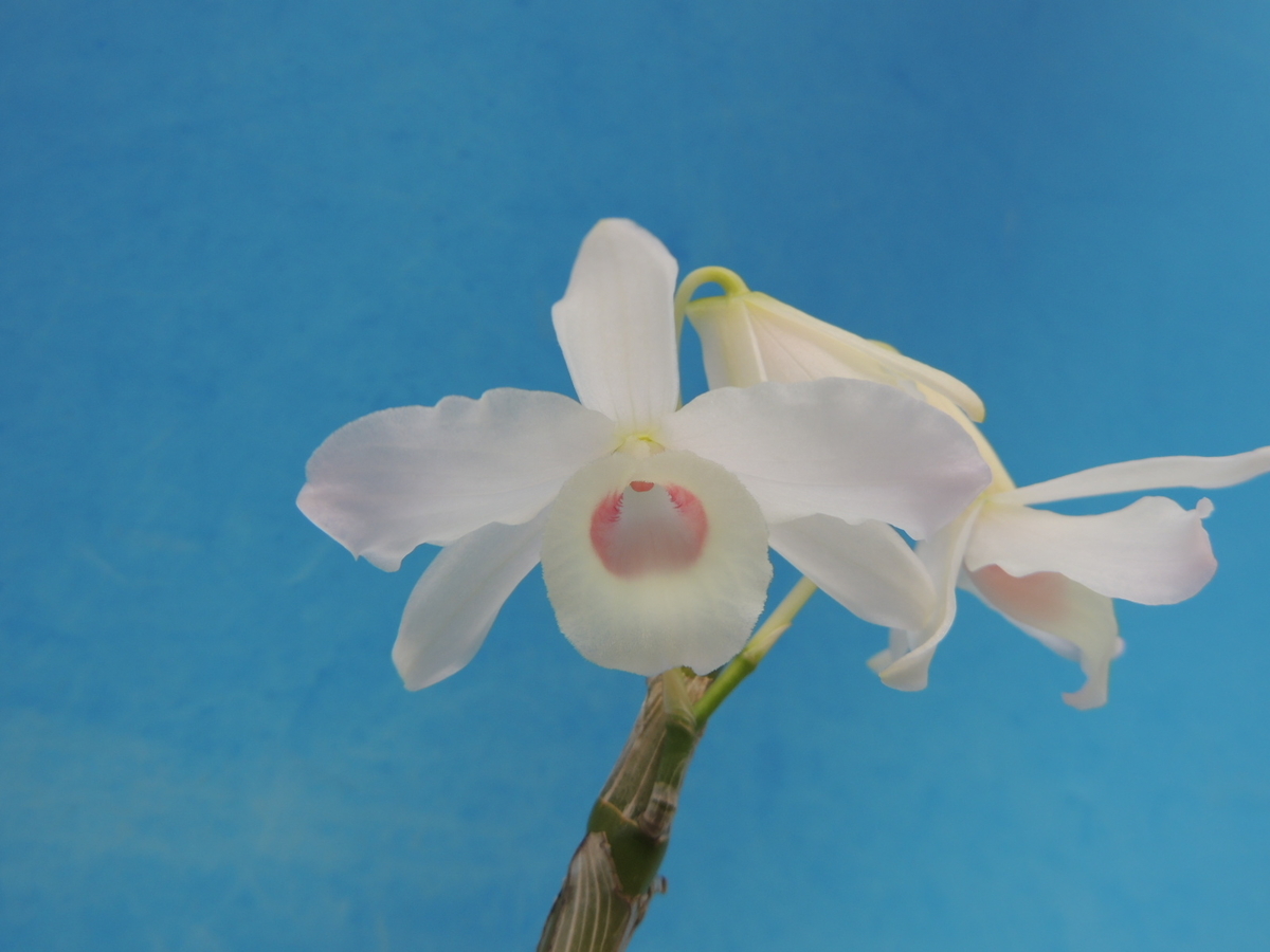Dendrobium nobile fma. carnea 'F. Arima' CHM/JOGA - 百花良蘭