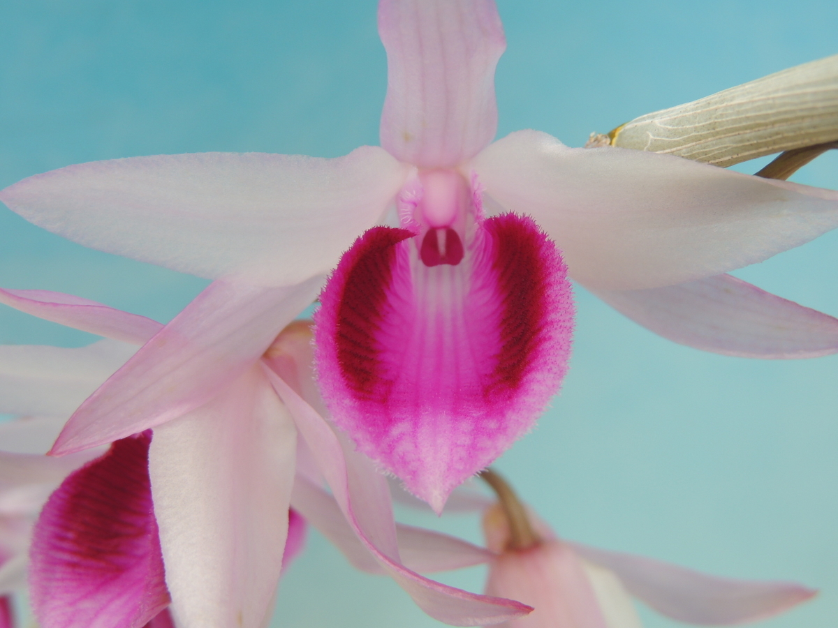Dendrobium anosmum`Ruby' - 百花良蘭