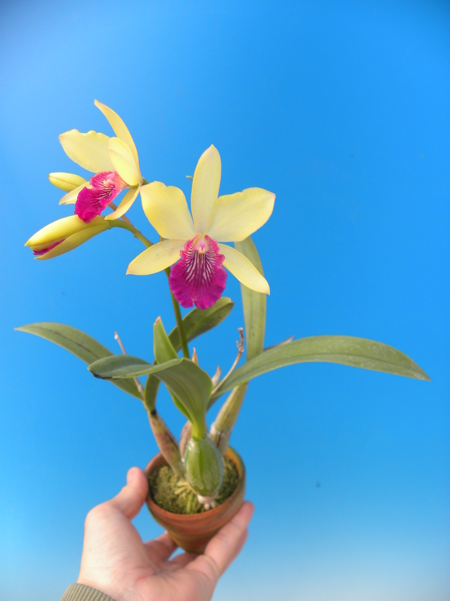 Enanthleya Small Bridge (walkeriana x Kyoguchi) - 百花良蘭
