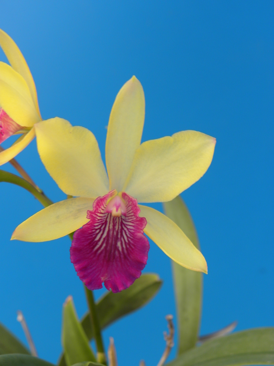 Enanthleya Small Bridge (walkeriana x Kyoguchi) - 百花良蘭