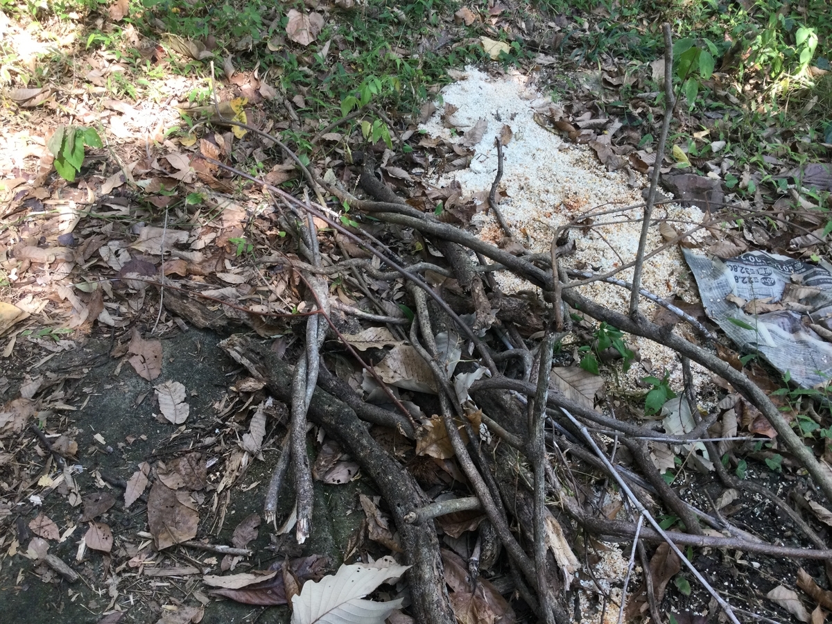 久しぶりに裏山風呂、 - 櫻田 高幾 気まぐれじゃない日記