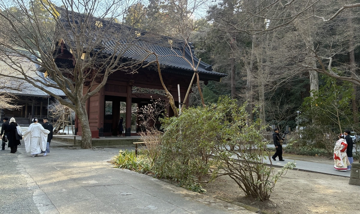 【鎌倉いいね】久しぶりに鎌倉。梅と蠟梅を求めて(1月24日現在）。 - 早期退職さてどう生きてく？