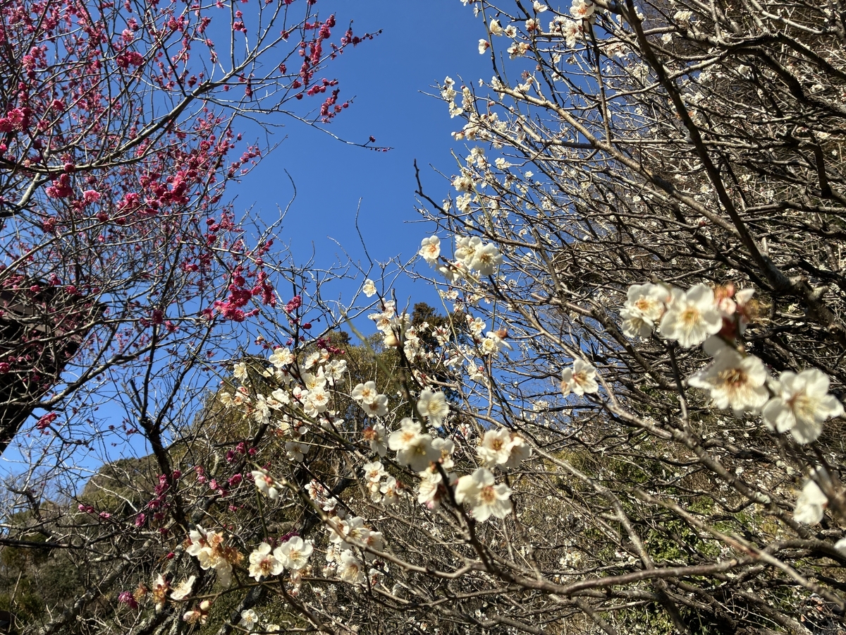 【鎌倉いいね】久しぶりに鎌倉。梅と蠟梅を求めて(1月24日現在）。 - 早期退職さてどう生きてく？