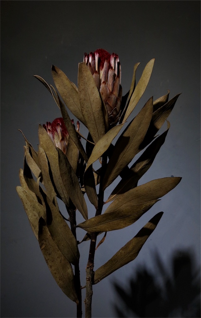 「Protea robyn」 - ADAPTATION DESIGN