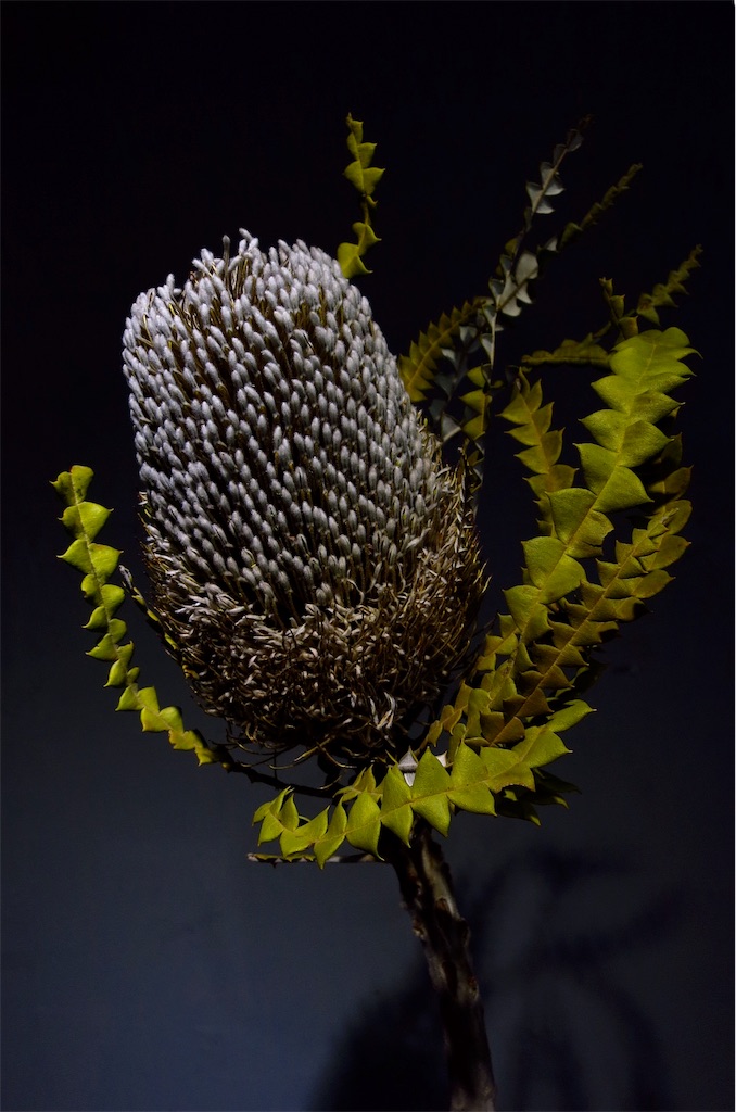 「Banksia speciosa」 - ADAPTATION DESIGN