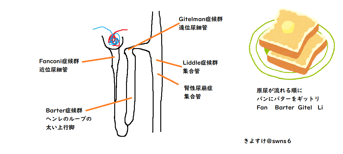 【Fanconi症候群】【Barter症候群】【Gitelman症候群】【Liddle症候群】【腎性尿崩症】 - 内科医きよすけのブログ