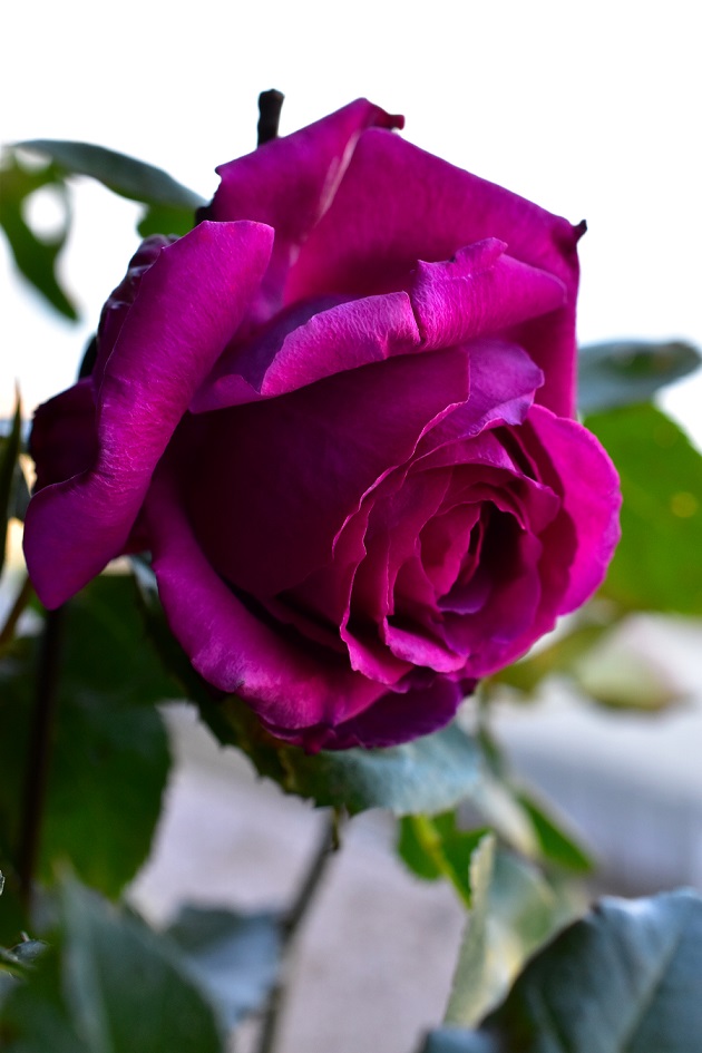 コリーヌ・ルージュの開花 Colline Rouge - Tea for one