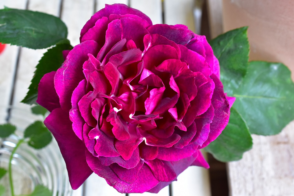 コリーヌ・ルージュの開花 Colline Rouge - Tea for one