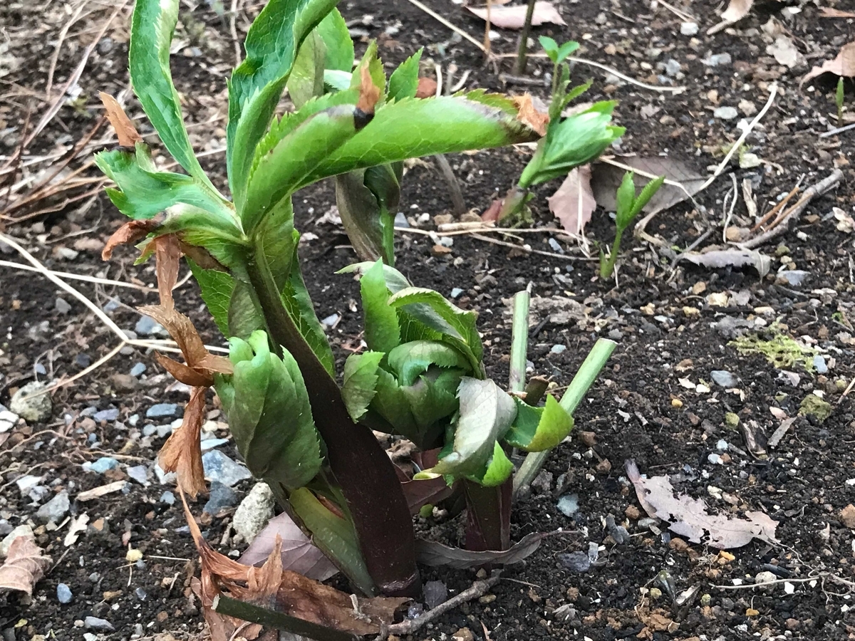 春が来た EP3 - こんな感じの人りごと