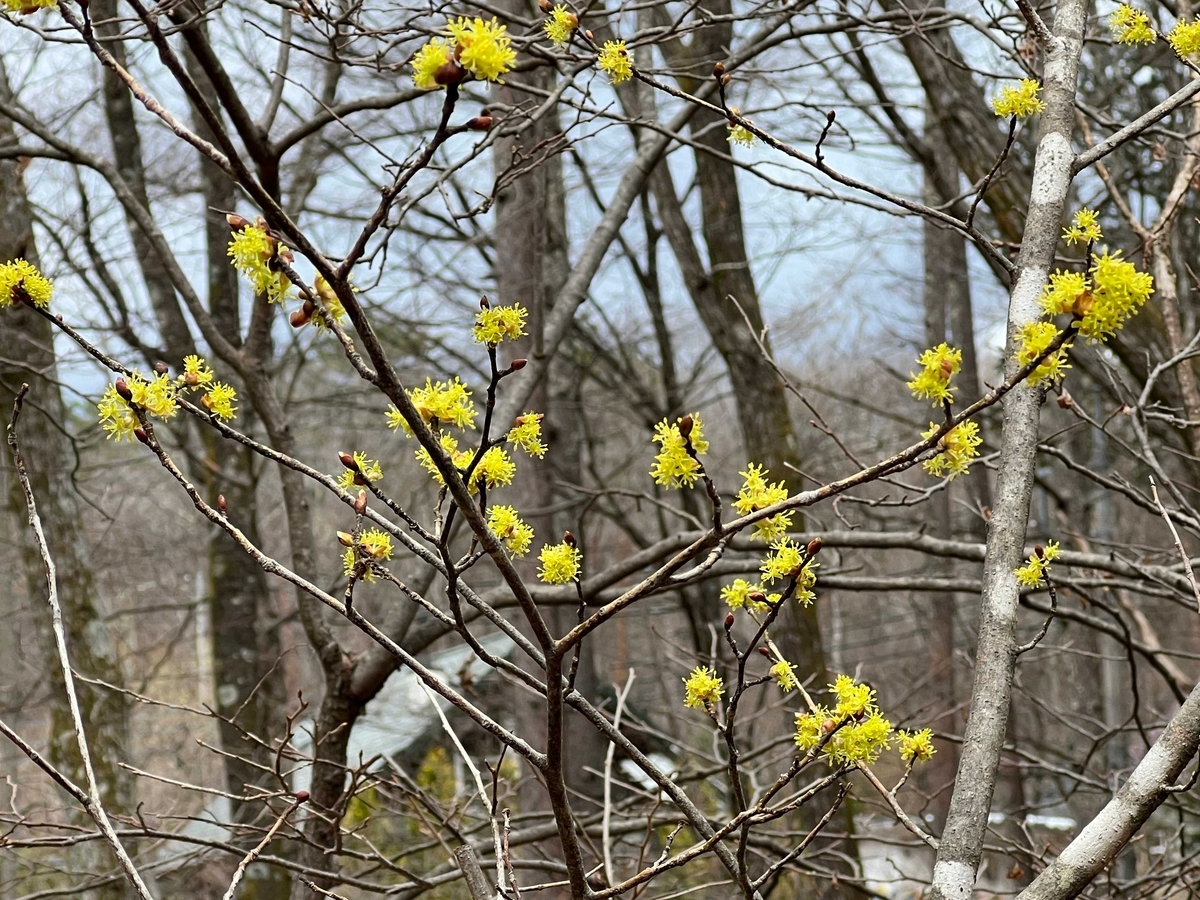 春が来た EP3 - こんな感じの人りごと