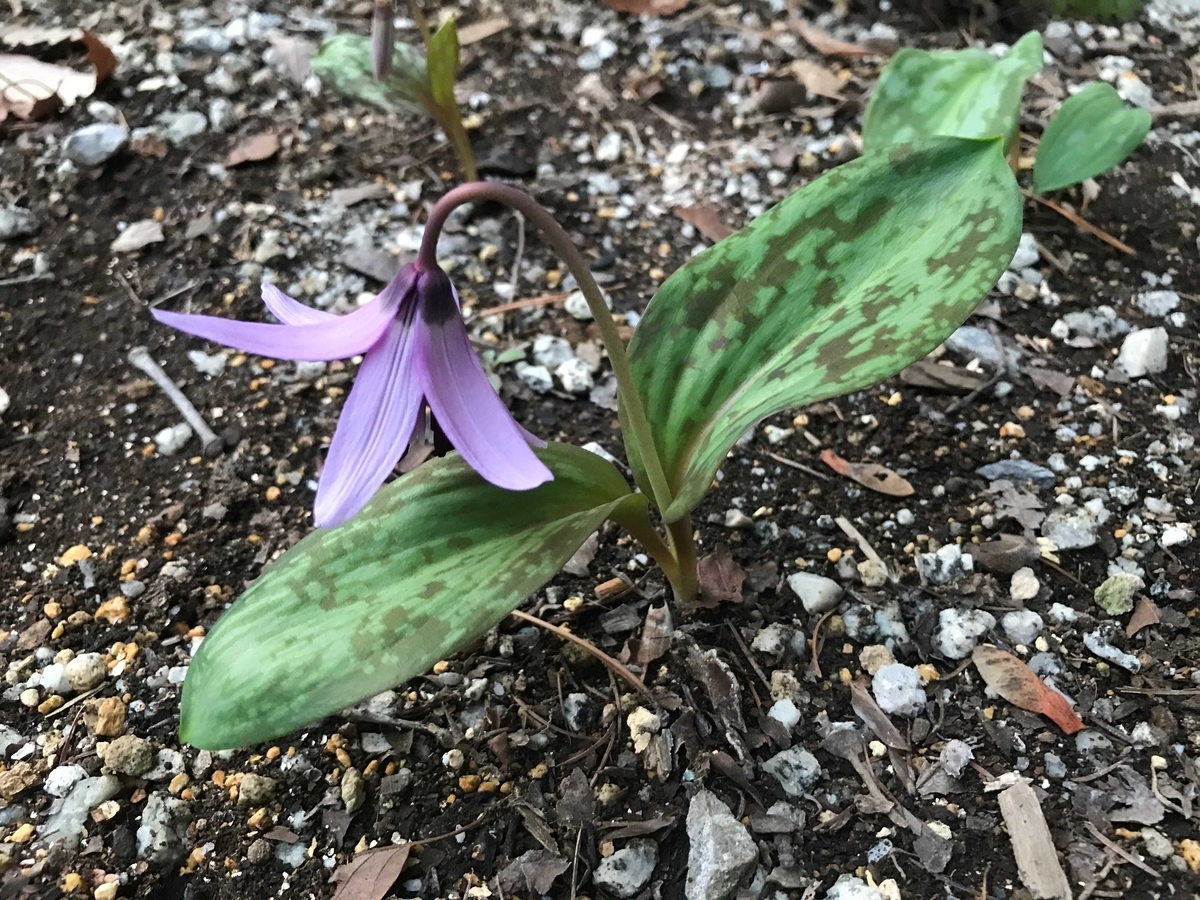 春が来た EP3 - こんな感じの人りごと