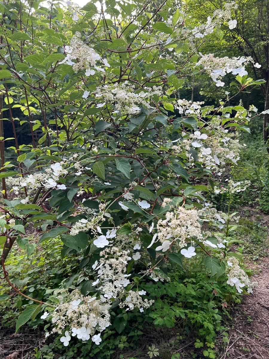 ノリウツギを楽しむ - こんな感じの人りごと