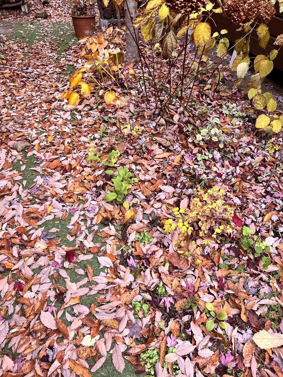 落ち葉舞う - こんな感じの人りごと