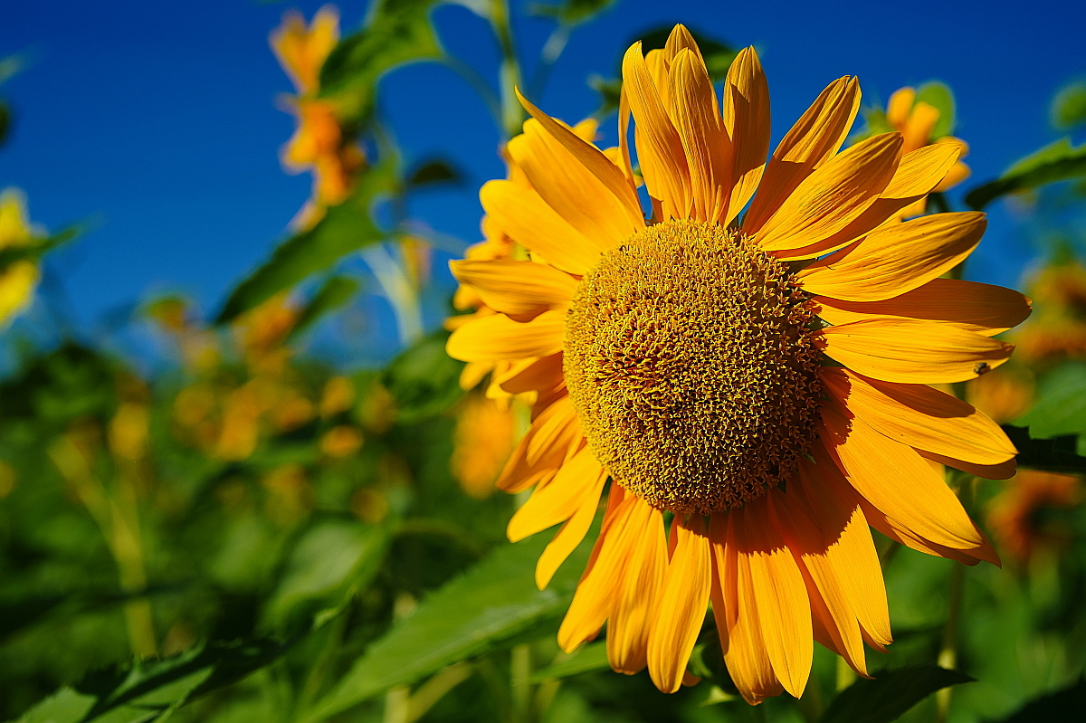 夏休みしてました。。。 - Let's Enjoy in a Blue Stream.