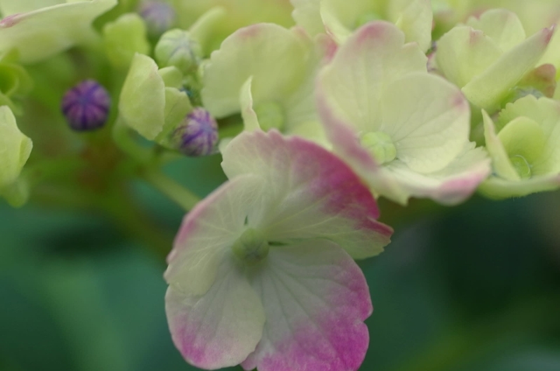 雨上がりの紫陽花(その3) - 『ケーキなどを焼いてみる』tecchox’s blog