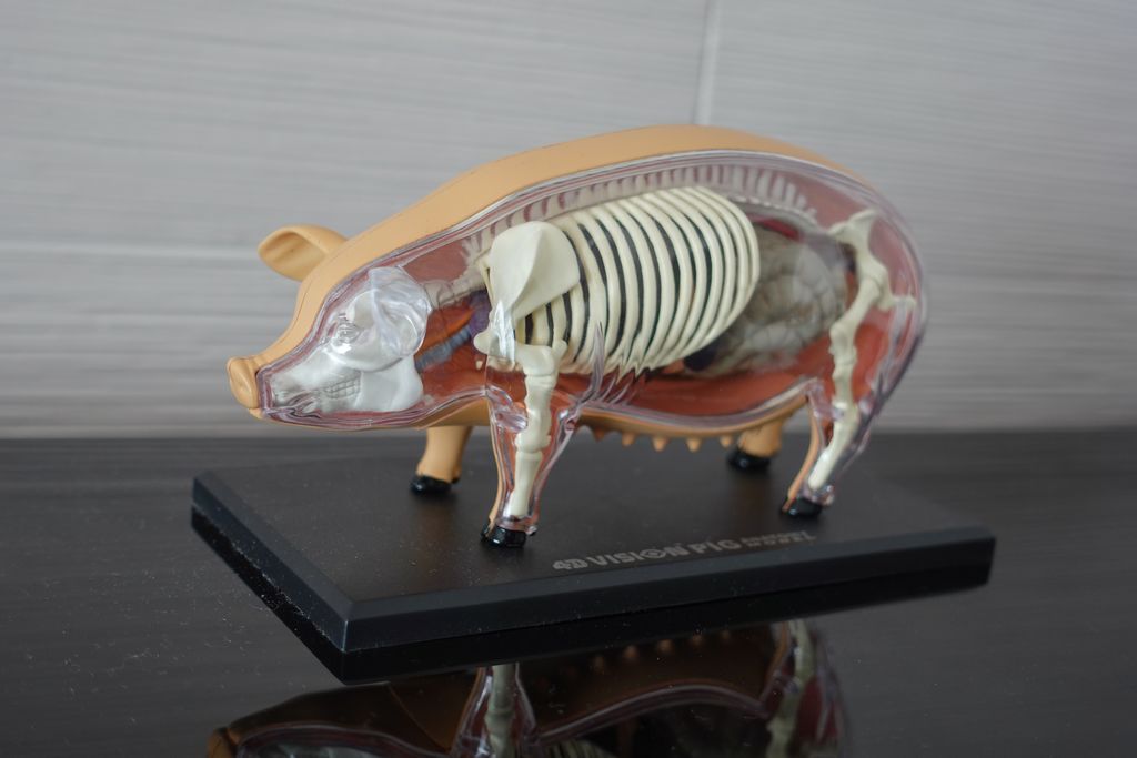 4D VISION PIG ANATOMY MODEL（ブタ解剖模型） - ブタ好きがブタグッズを愛でるブログ