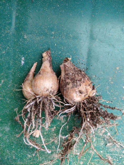 冬シーズンに向けて、植え替えられた冬型ケープバルブたち - 休眠植物