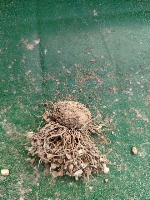 冬シーズンに向けて、植え替えられた冬型ケープバルブたち - 休眠植物