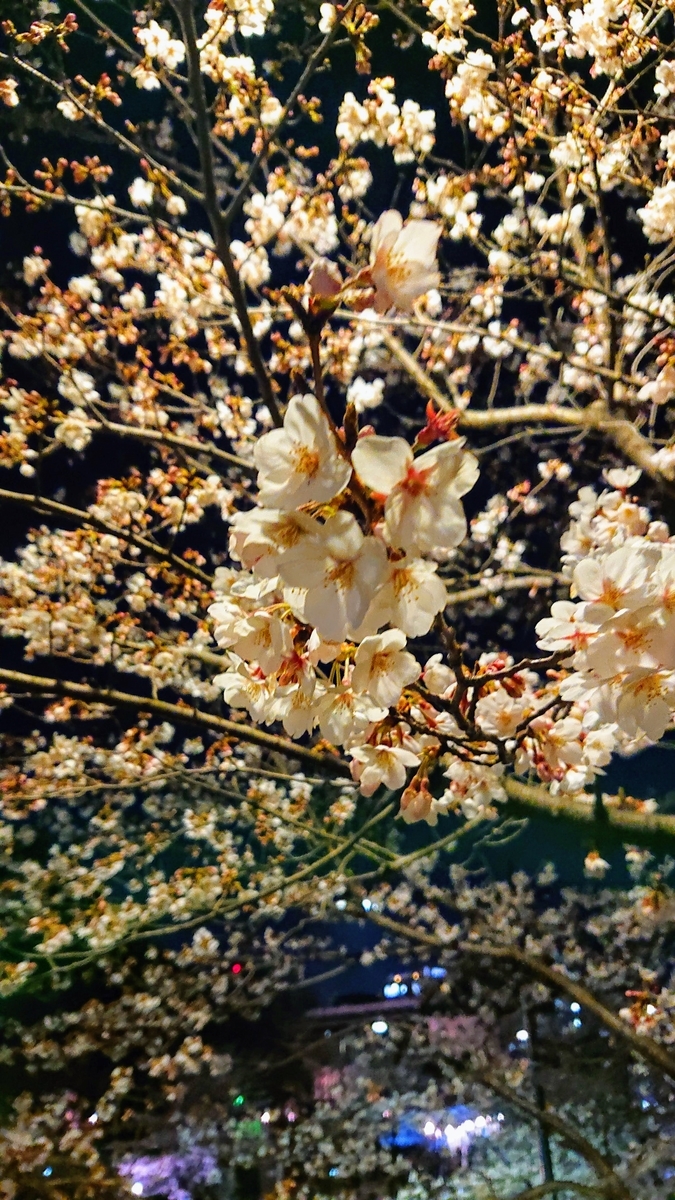 おすすめ夜桜絶景ポイント 靖国神社〜千鳥ヶ淵 - tipman's tips