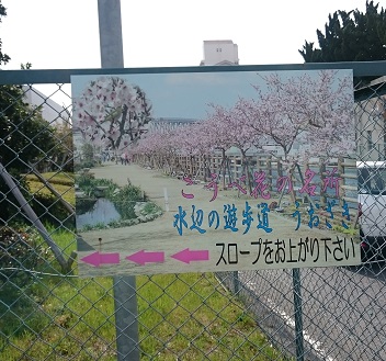 アーモンドの花（神戸市東水環境センター） 東北女子が関西にお嫁に来ました