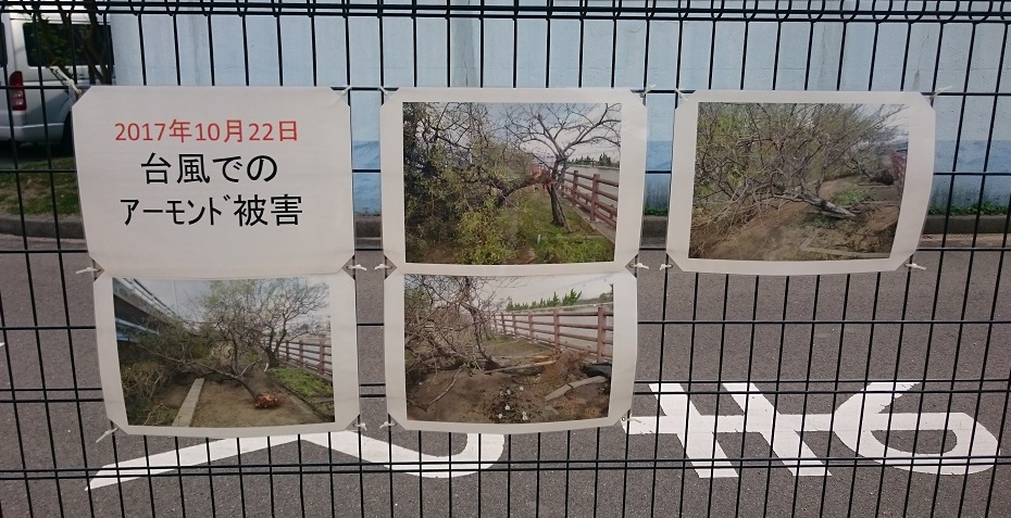 アーモンドの花（神戸市東水環境センター） 東北女子が関西にお嫁に来ました