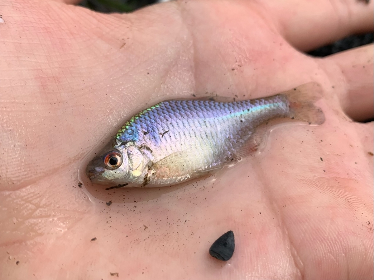 川採集でタナゴ - フォーマルハウトの海
