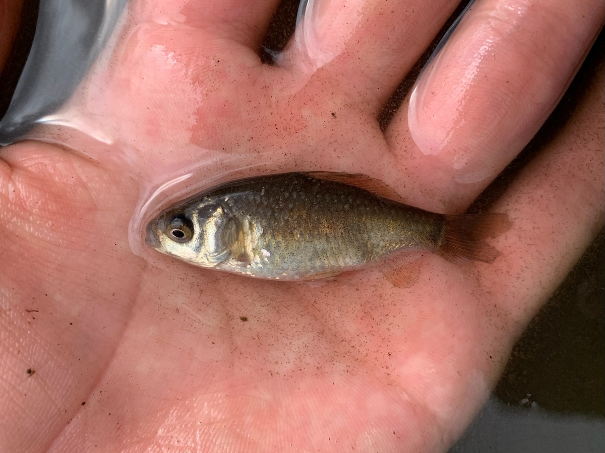 川採集でタナゴ - フォーマルハウトの海