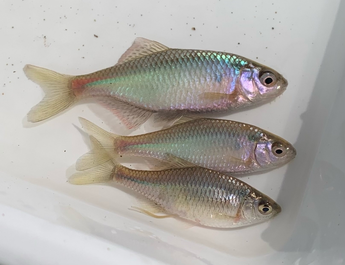 川採集でタナゴ - フォーマルハウトの海