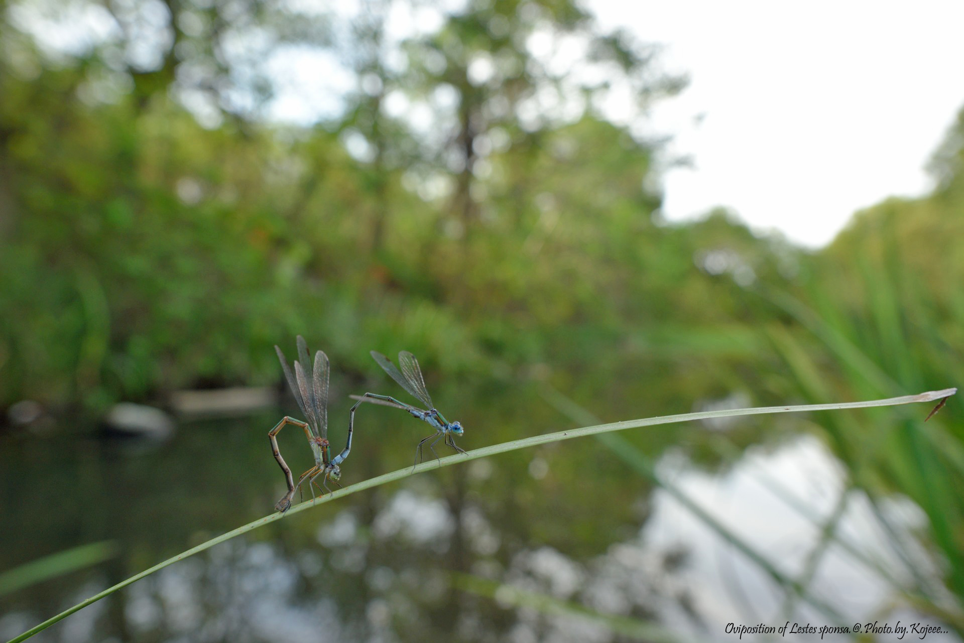 9月下旬のトンボ - 東京昆虫記