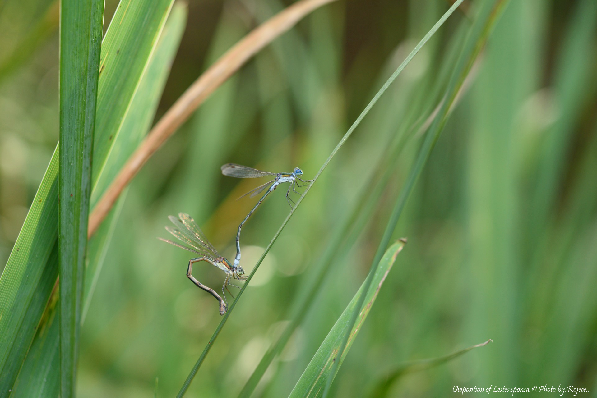 9月下旬のトンボ - 東京昆虫記
