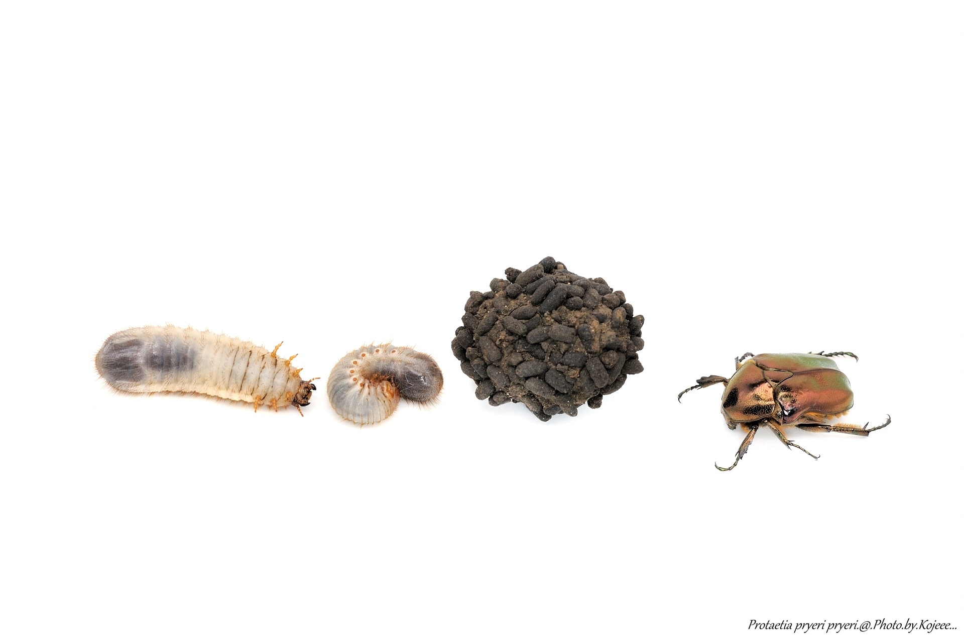 飼育中のリュウキュウツヤハナムグリ - 東京昆虫記