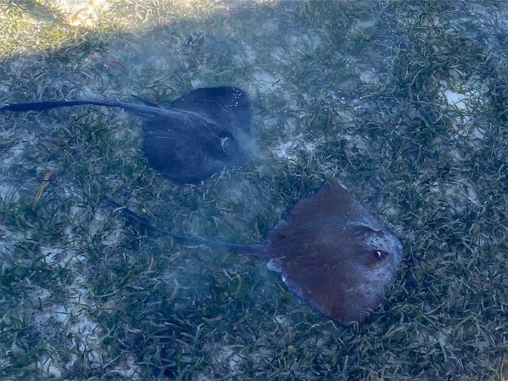 ParanuiiとPetroglyphs とポンペイの歴史 - 日々是好日記